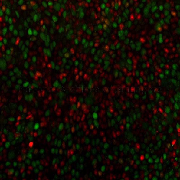 PRESS RELEASE Report