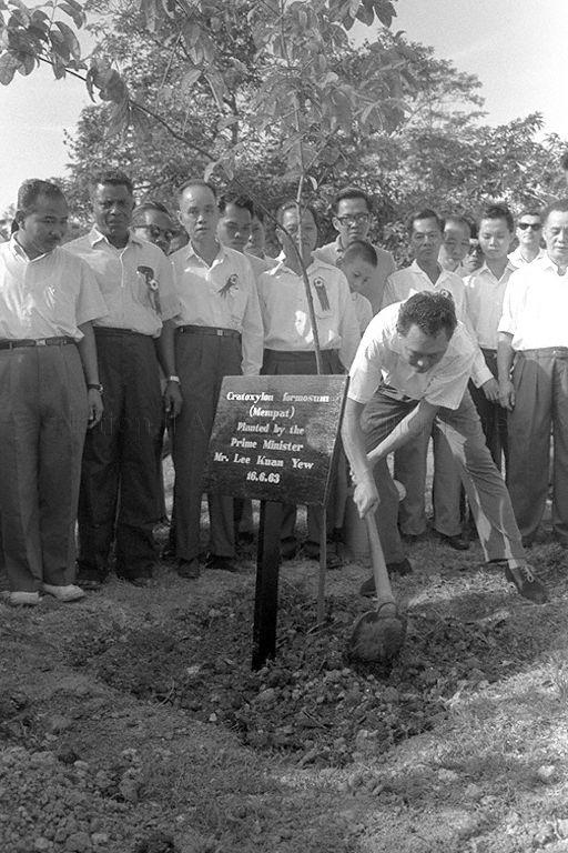 Prime Minister Lee Kuan Yew planting a mempat (cratoxylum