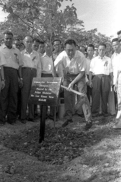 Prime Minister Lee Kuan Yew planting a mempat (cratoxylum