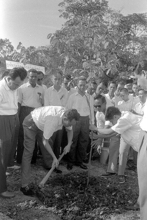 Prime Minister Lee Kuan Yew planting a mempat (cratoxylum