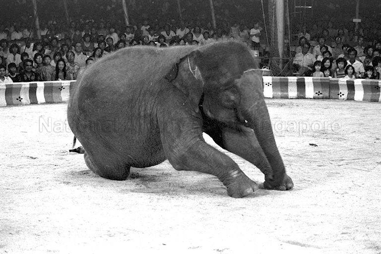 OPENING NIGHT OF APOLLO CIRCUS IN AID OF SINGAPORE CULTURAL