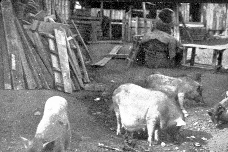BUKIT HO SWEE ESTATE - SLUM ANIMALS ROAMING FREELY IN THE
