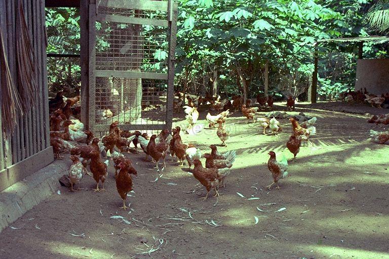 NEE SOON VILLAGE - CHICKEN FARM