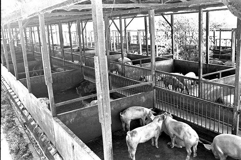 PUNGGOL VILLAGE - YAK SENG PIG FARM AT PUNGGOL FARMWAY 1