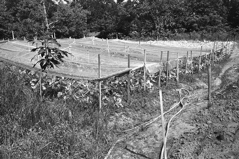 Neo Tiew Village (Lim Chu Kang) -- Vegetable farm