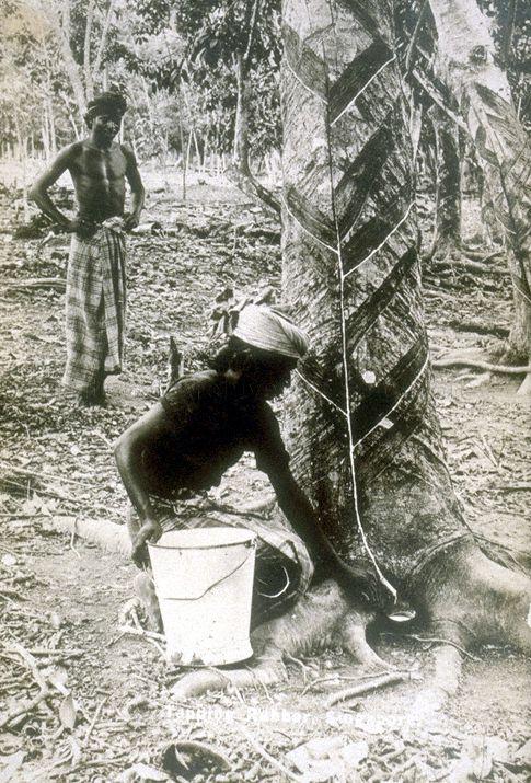 TAPPING RUBBER TREE, SINGAPORE