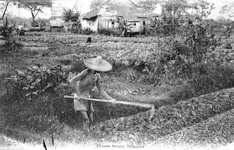 A Chinese farmer working on a vegetable farm, Singapore