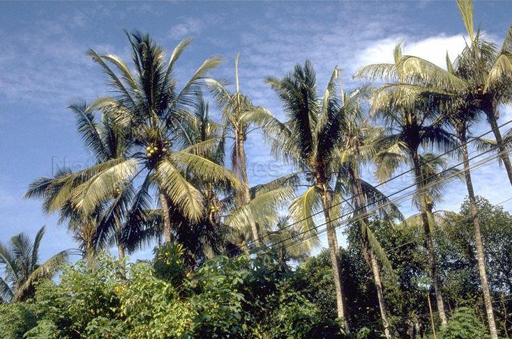 PASIR LABA VILLAGE - KAMPONG HOUSES