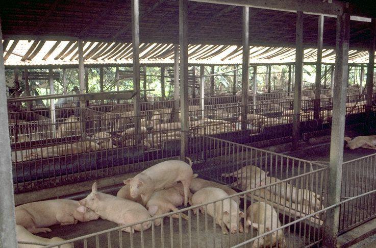 Kampong Tongkang Pechah - Pig Farming.