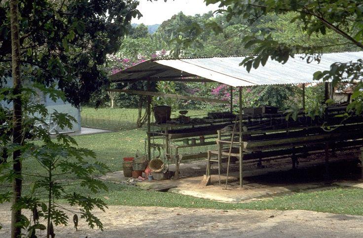 PUNGGOL VILLAGE, TRACK 13 - CHICKEN FARM