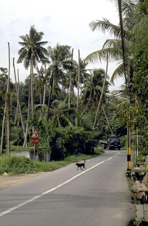 KAMPONG PONGGOL, TRACK 10, 22, 19 - KAMPONG HOUSES /SCENES