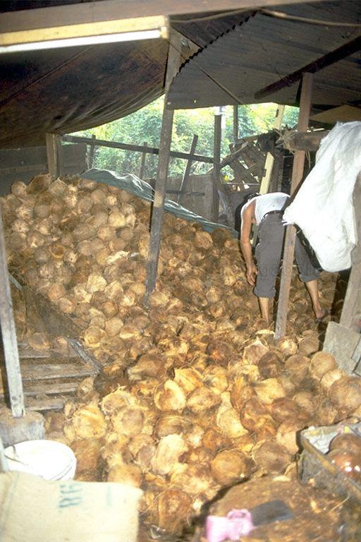 KAMPONG RENJONG - ECONOMIC LIFE