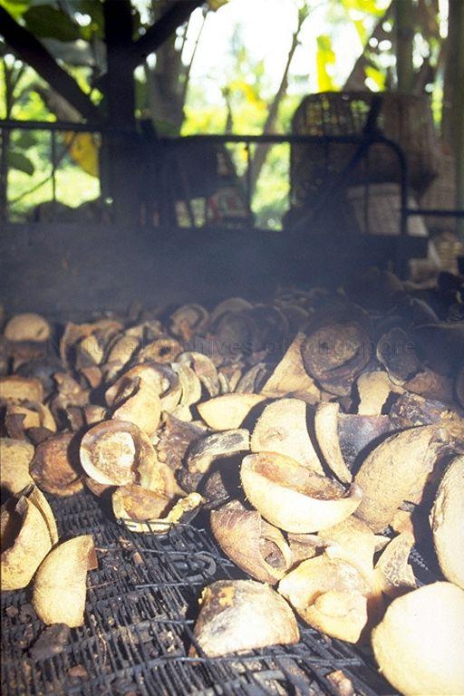 KAMPONG RENJONG - ECONOMIC LIFE