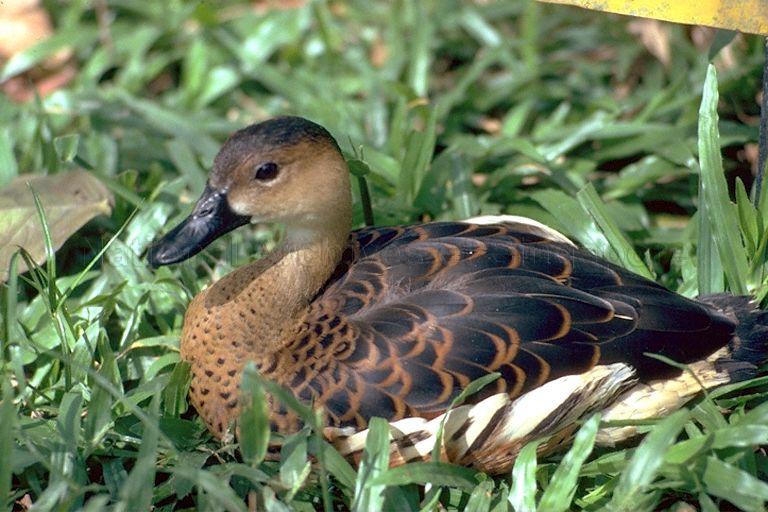A DUCK AT THE JURONG BIRDPARK