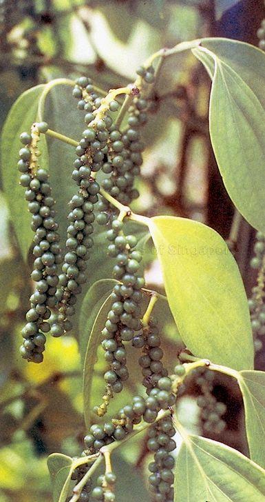 CLOSE-UP VIEW OF PEPPER CORNS