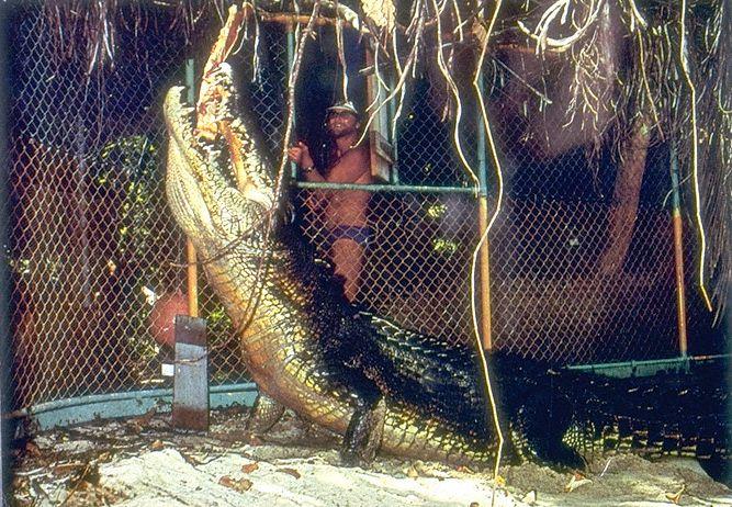 OSCAR, AN 18 FEET, ONE-TON CROCODILE OF MARINELAND,
