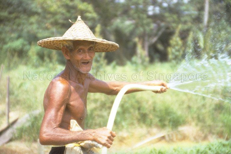 VEGETABLE FARMER AT JALAN MURAI, OPPOSITE LIM CHU KANG ROAD