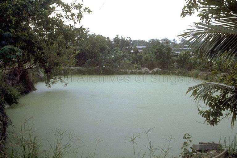 VEGETABLE FARMER AT JALAN MURAI, OPPOSITE LIM CHU KANG ROAD