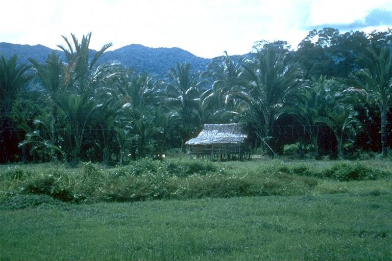 Traditional attap house, Sabah