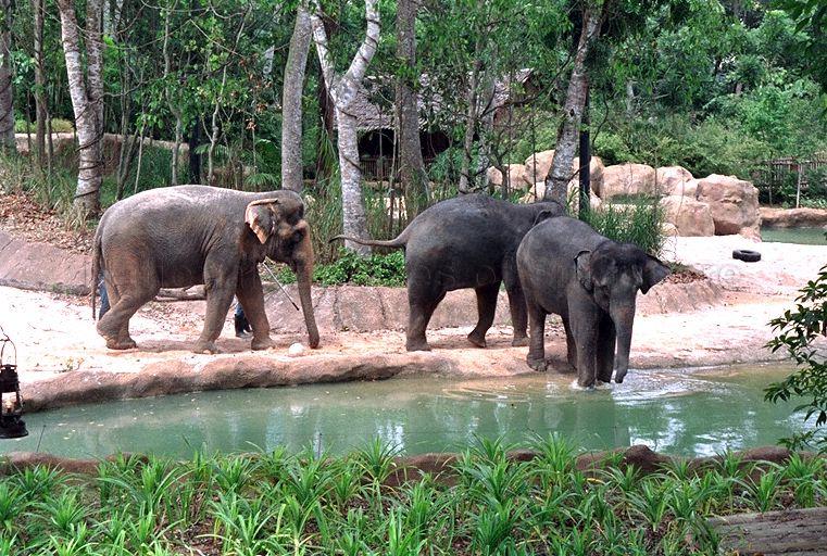 View of elephants at Singapore Zoo's latest attraction,