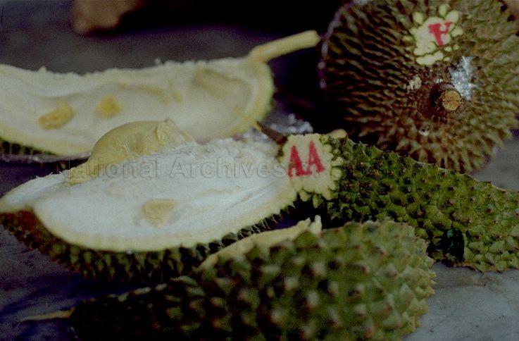EXAMPLE OF A DURIAN SEGMENT, THE HUSK OF THE FRUIT HAS BEEN