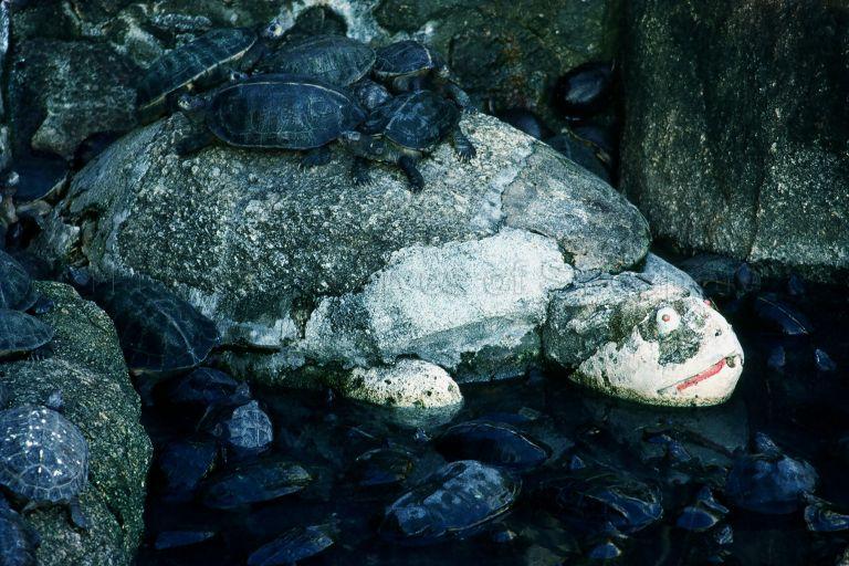 LIVE TURTLES SITTING ON A STONE EFFIGY OF A TURTLE IN A POND