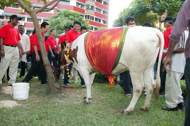 Scene taken during a milking demonstration