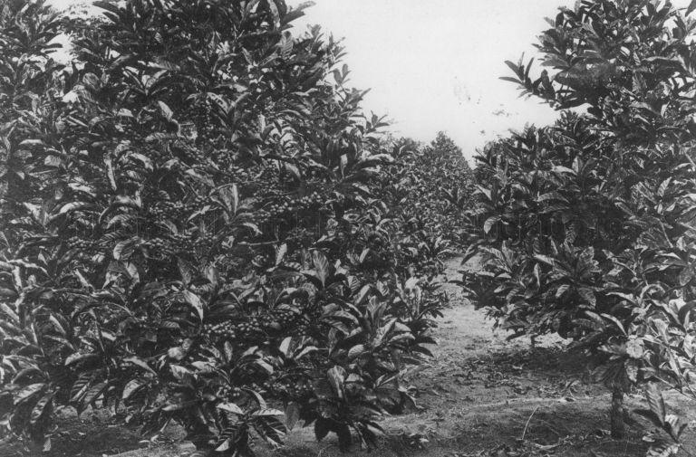 FEDERATED MALAY STATES, LIBERIA COFFEE PLANTATION