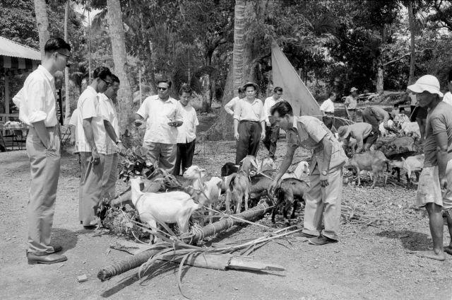 Visit to Pulau Ayer Merbau - The goats being led into the