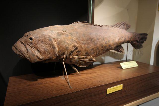 A specimen displayed at the Raffles Museum of Biodiversity