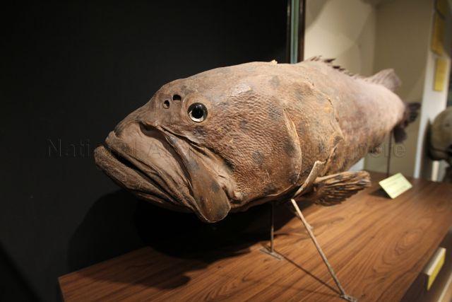 A specimen displayed at the Raffles Museum of Biodiversity