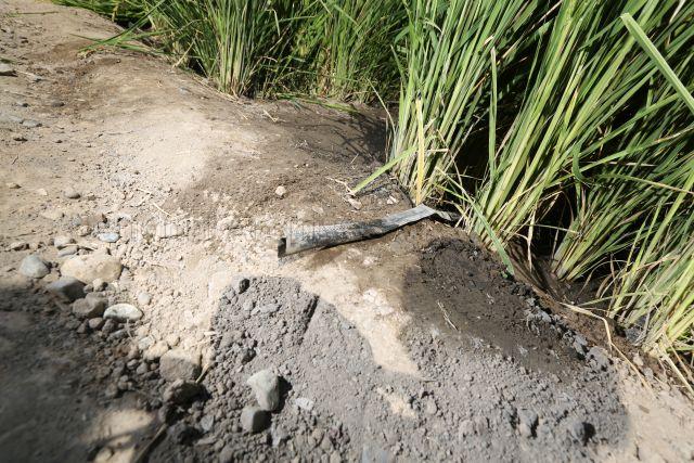 Photo of the rice fields that are farmed by Xinjiang Tianye
