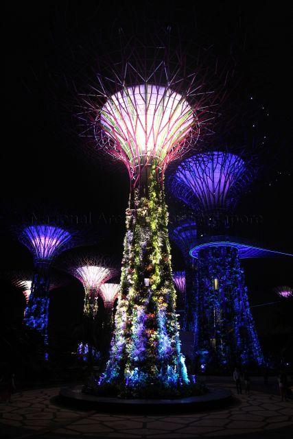 Super Trees night scene at Gardens by the Bay. Photo taken