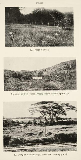 Two photographs of Lalang. Photographs illustrate Special