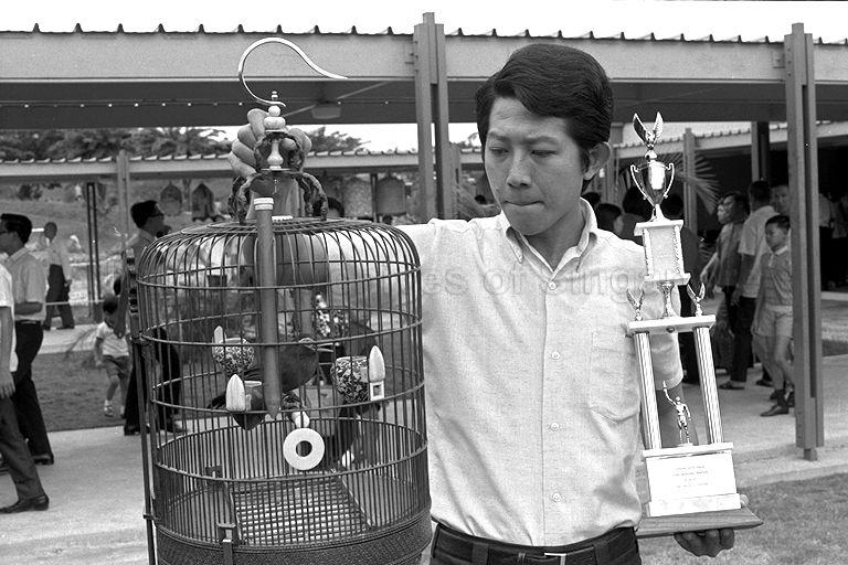 THIS BROWN CHIINA THRUSH LIVES WELL - ITS OWNER CHOO KWEE