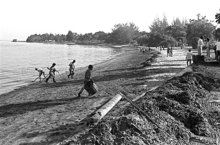 PART OF TANAH MERAH BEACH IS NOW CLEAR FROM OIL POLLUTION.