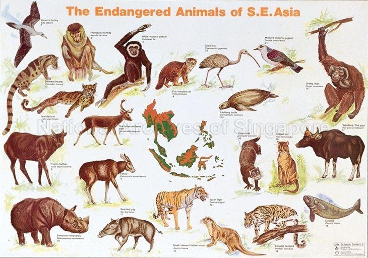 Endangered Animals In Asia