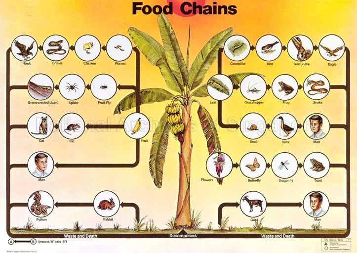 Food chain (Life Science Series 7