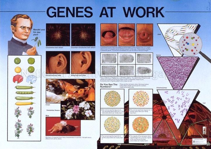 Genes at work (Life Sciences Series 15)