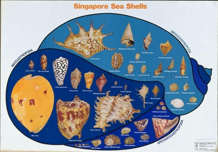 Singapore sea shells
