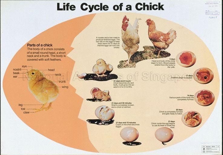 Life cycle of a chick