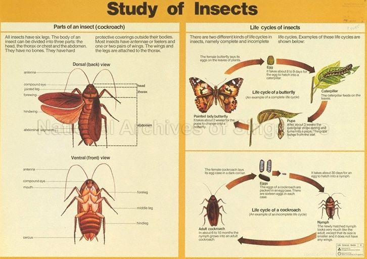 Study of insects : parts of an insect, cockroach : life